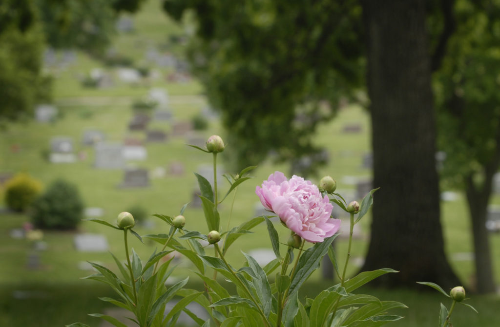 City explores creating ‘green cemetery’ option | News, Sports, Jobs ...